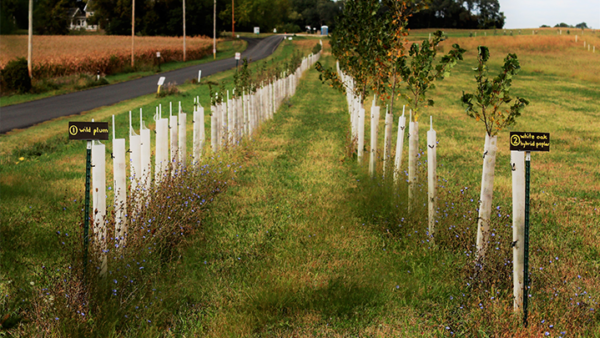 Alley Cropping at Silverwood Park - Silverwood Park