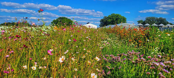 Why We Love and Protect Our Pollinators - Silverwood Park